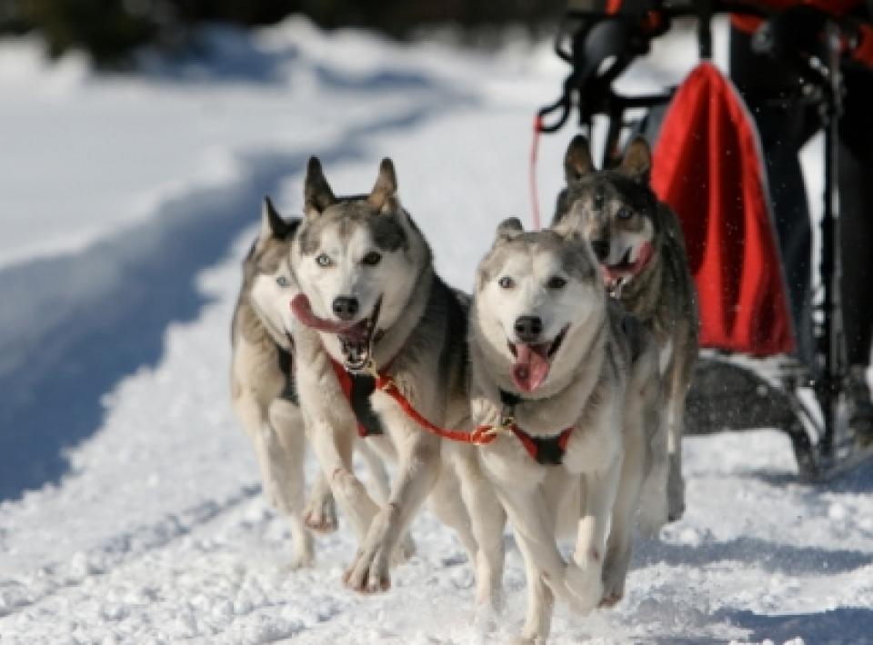 Husky Dog Sledding